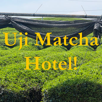 Uji Matcha and Tea Japan - Best and Oldest Matcha Companies in Uji
