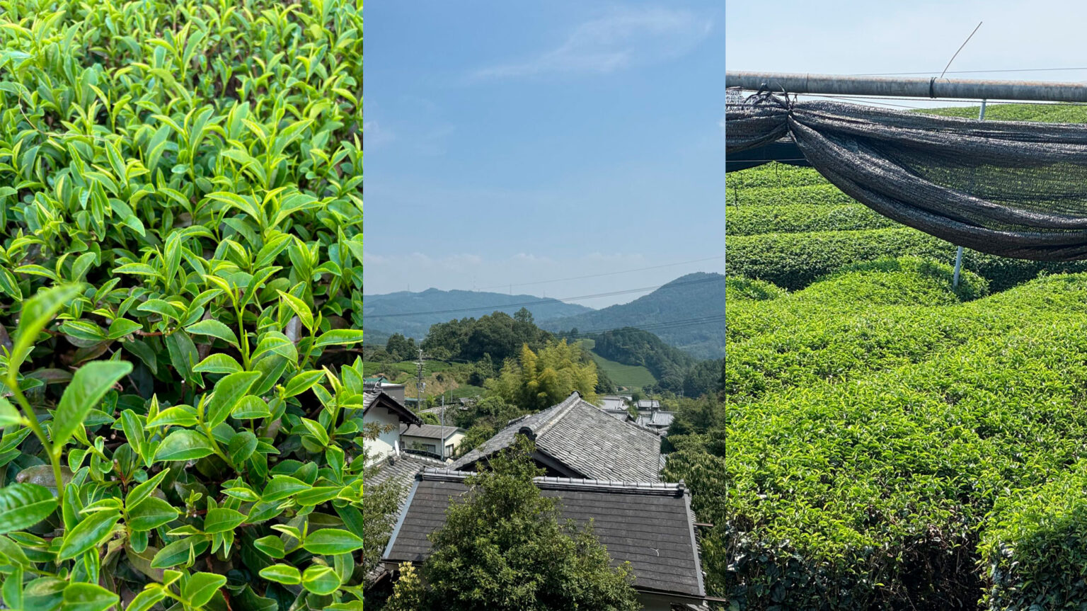Uji Matcha and Tea Japan - Best and Oldest Matcha Companies in Uji